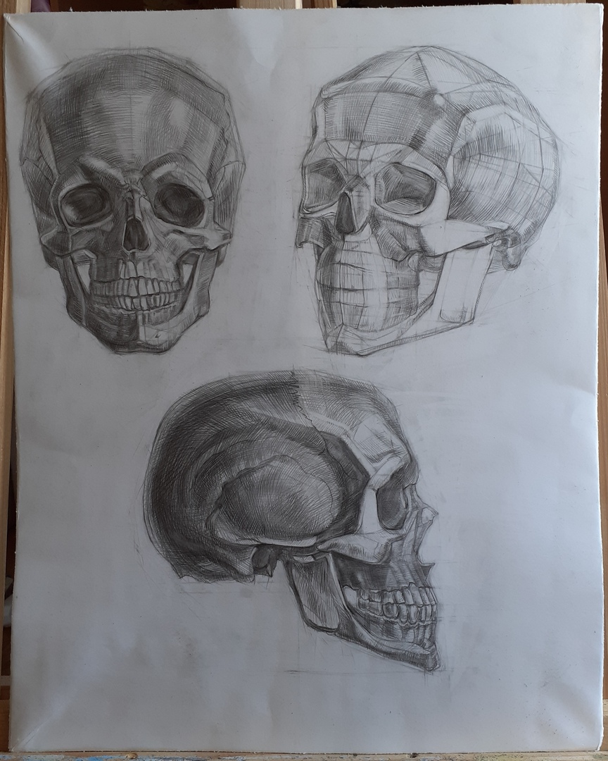 anatomiya_kopiya_cherepa_1_itog.jpg | Кубанский государственный университет